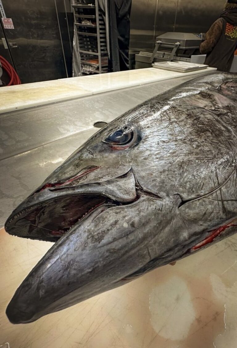 Seal Beach Fish Co. is the sole line-caught seafood restaurant in the ...